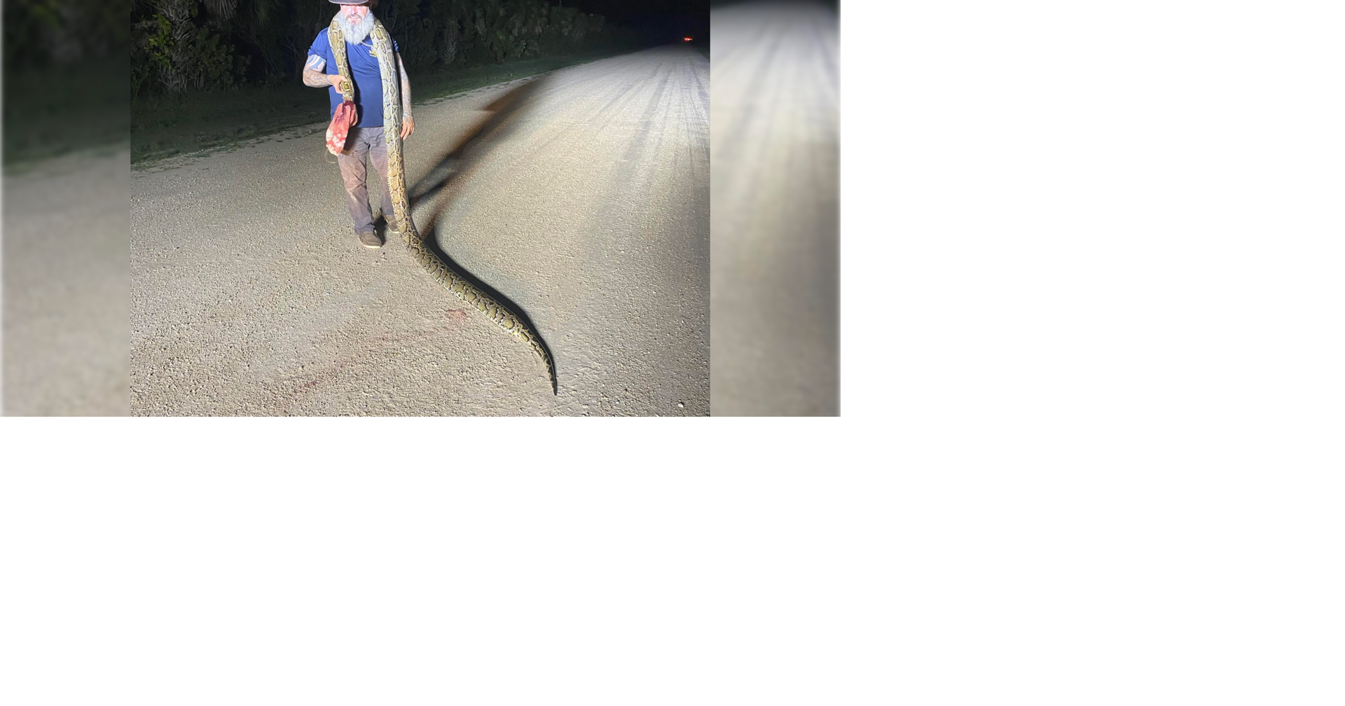 Burmese python hunter gets upper hand on 14-foot snake by sitting on it ...
