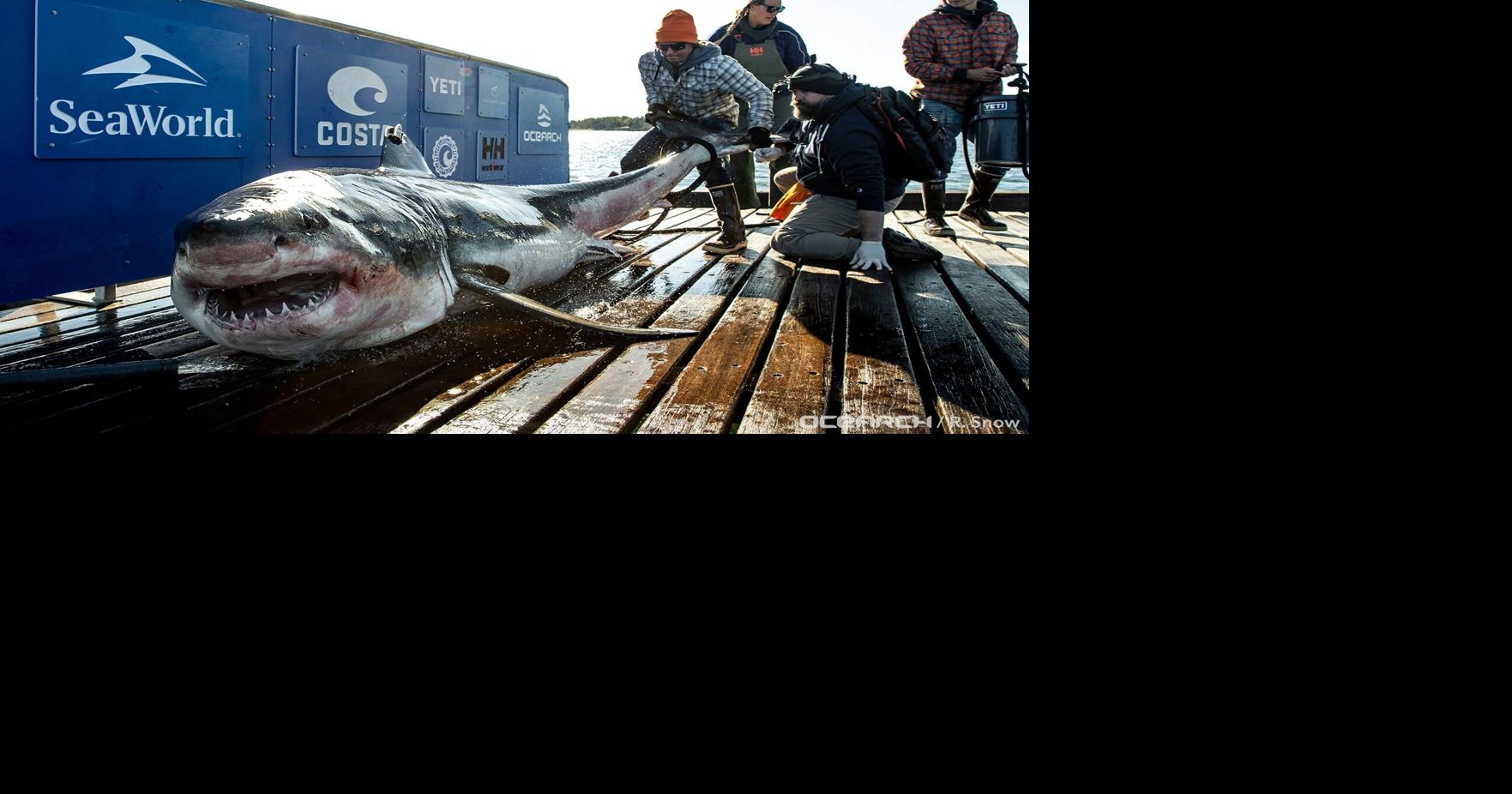Great white sharks journeying through SWFL waters | Collier County ...