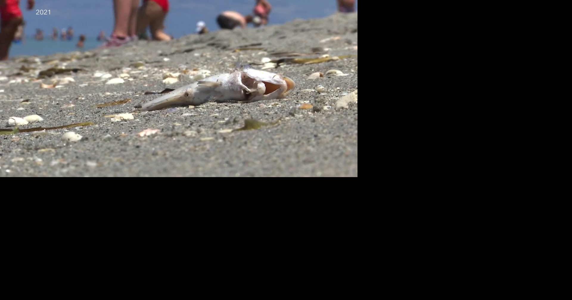 New machine learning model predicts red tide... | SWFL News