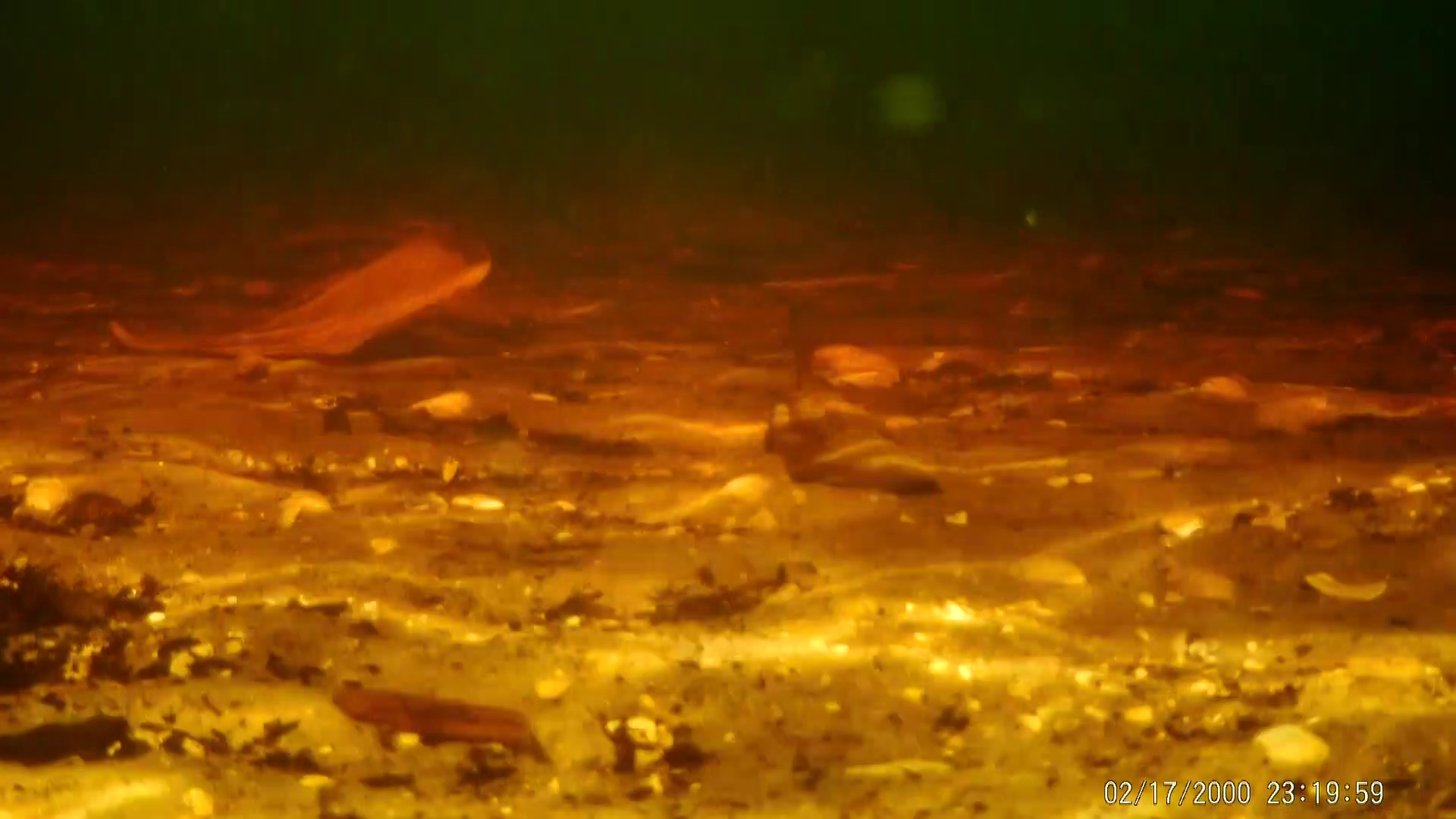 Muck buildup in SWFL waterways stirs pollution concerns | Lee County ...