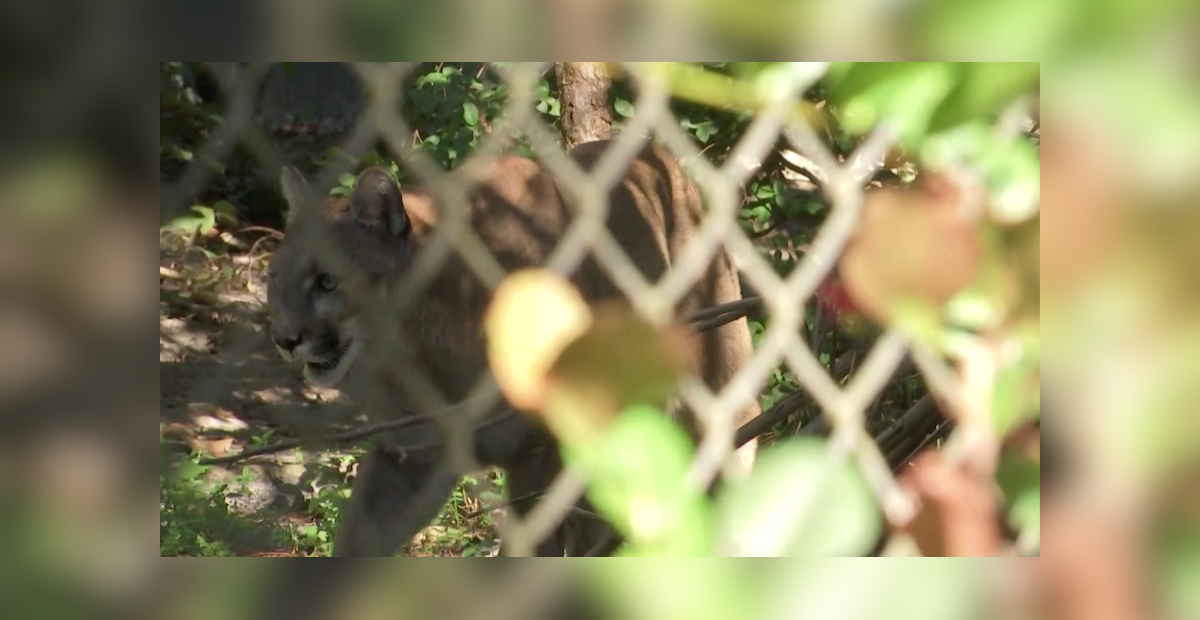 1st reported critical endangered Florida panther death of 2026, killed ...