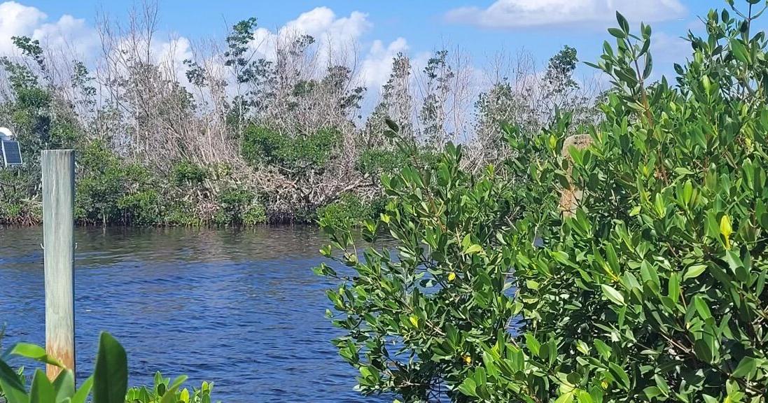 Protecting and restoring the mangroves that keep our homes and ...