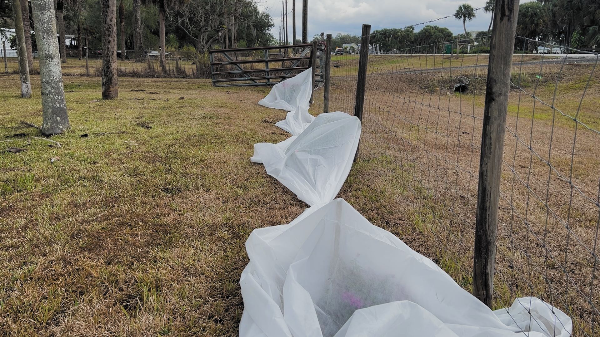 Hendry County neighbors protect plants from frost damage | Hendry ...