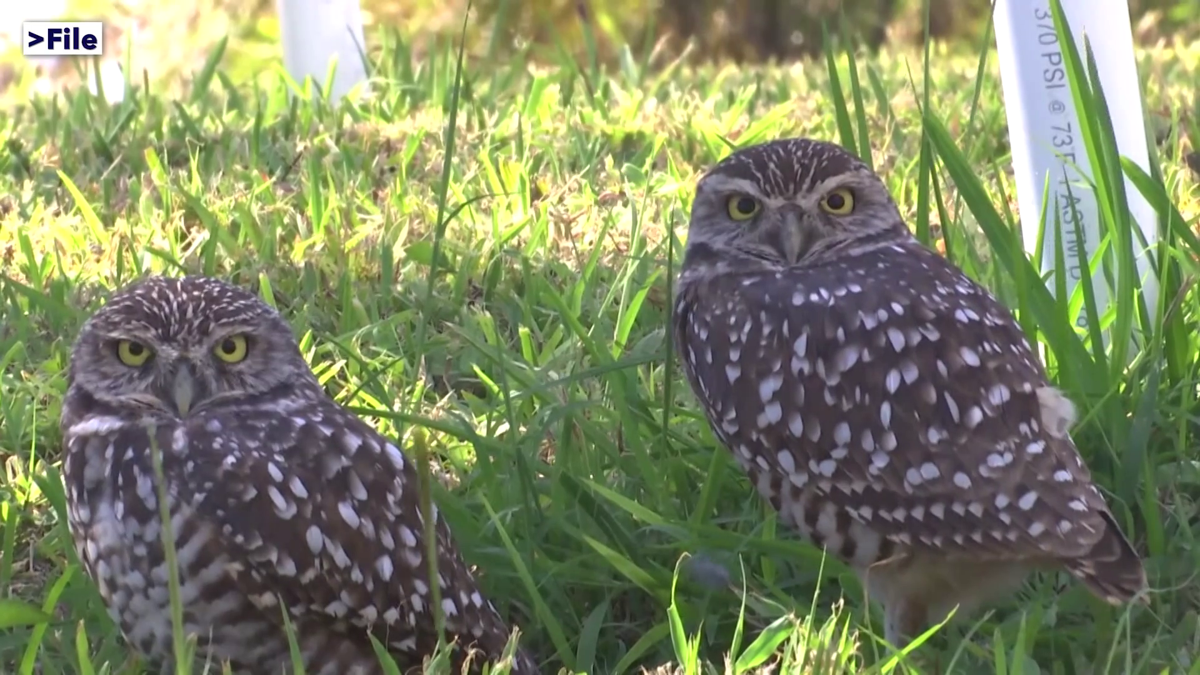 Nonprofit helps relocate Northwest Cape Coral owls, head of city water ...