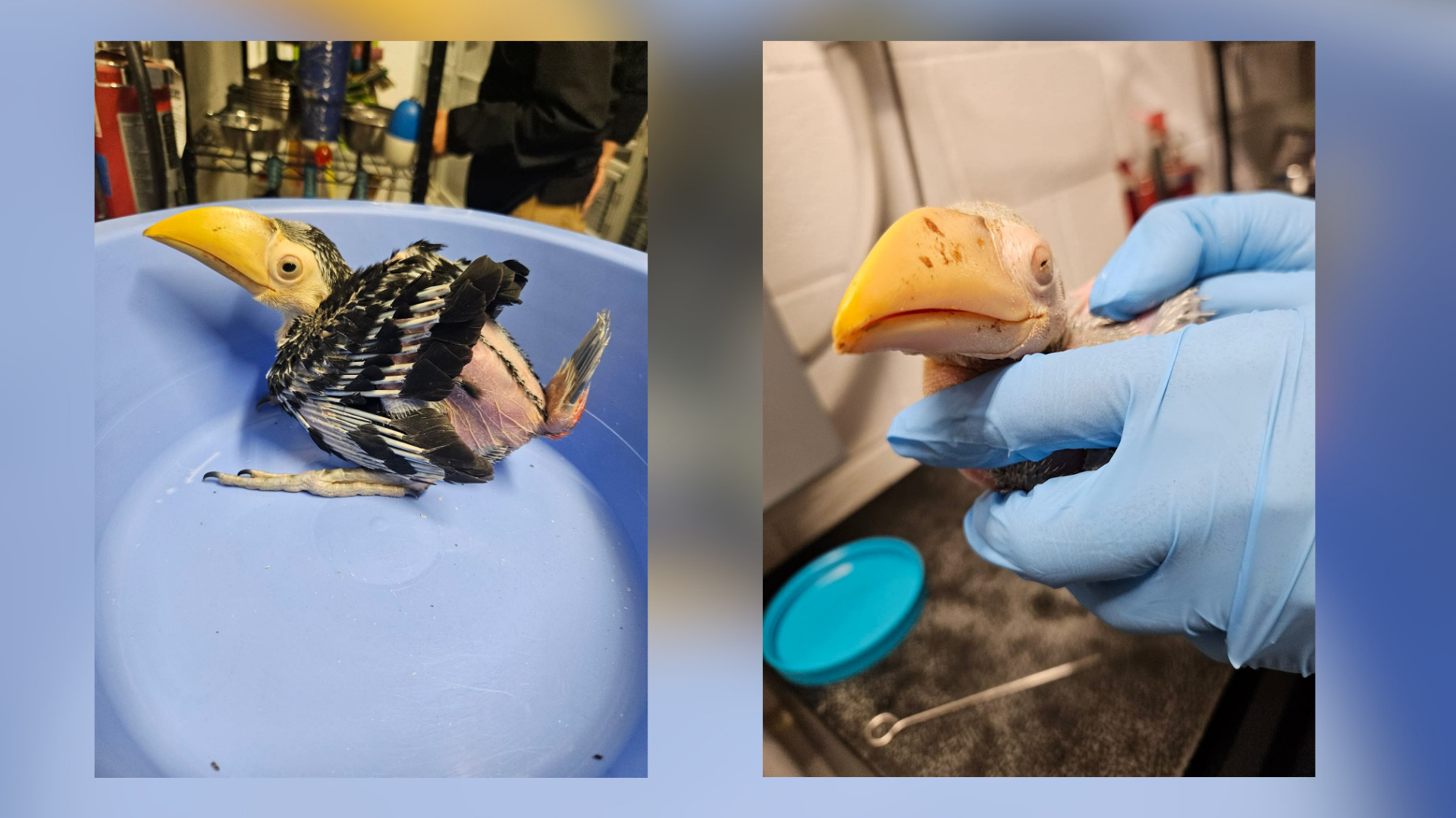 Naples Zoo celebrates first-generation Toco Toucan newborn | Collier ...