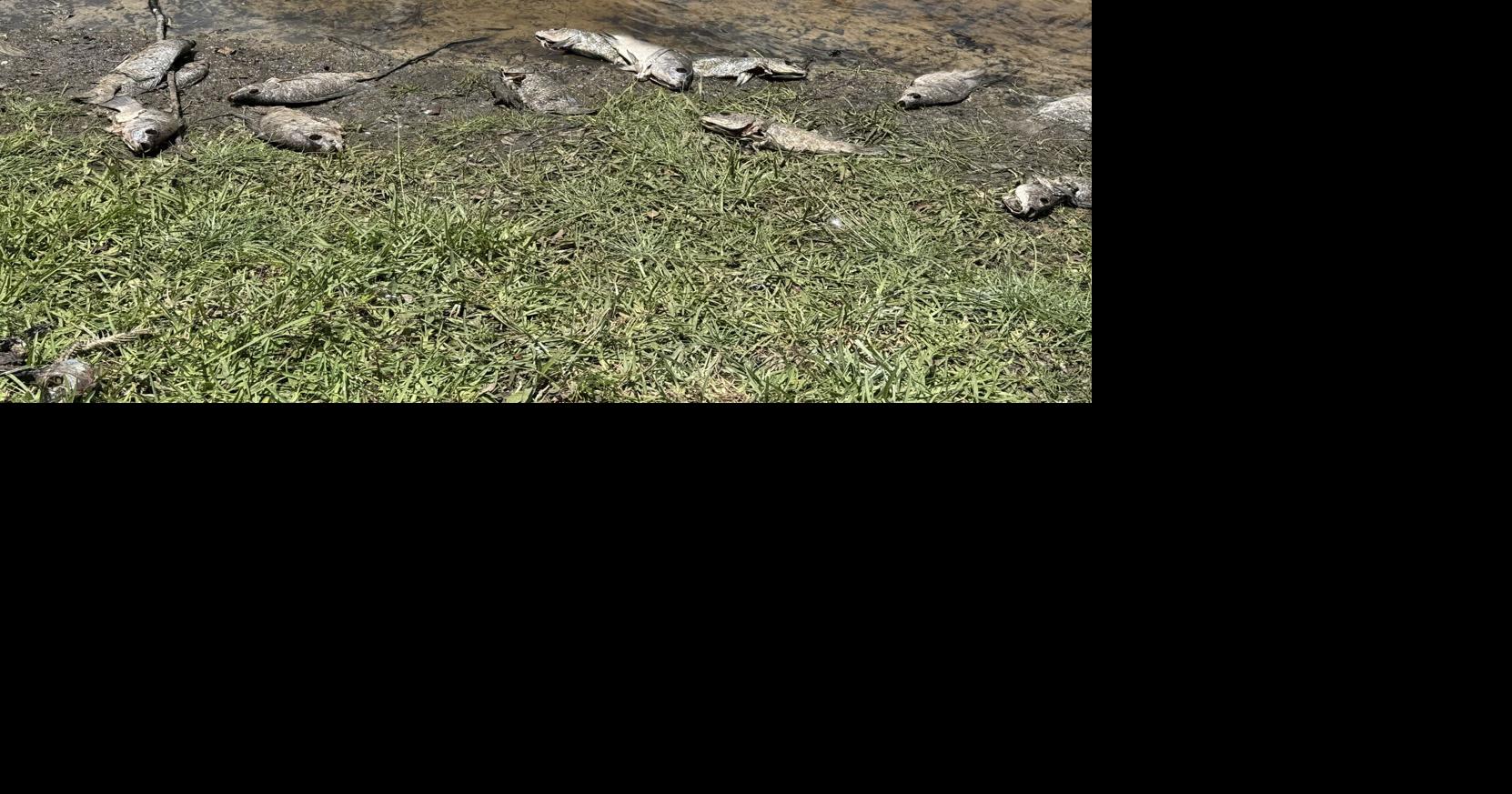 Neighbors still dealing with dead fish smell in neighborhood | Collier ...