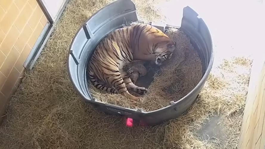 Critically endangered Malayan tiger gives birth to 3 cubs at ...