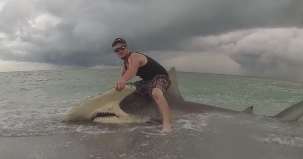 FWC will vote on new land-based shark fishing rules | Lee County ...