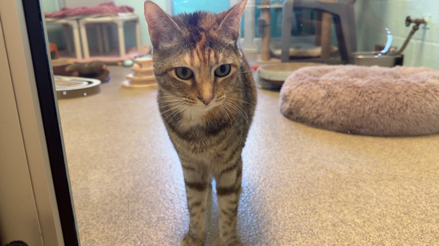 Cape Coral Animal Shelter spreads holiday cheer to pets | Lee County ...