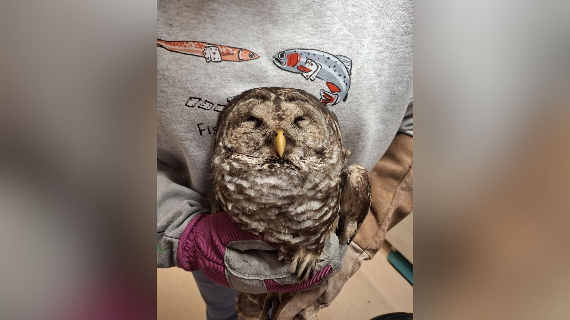 CROW rehabilitates barred owl believed to be injured by vehicle strike ...