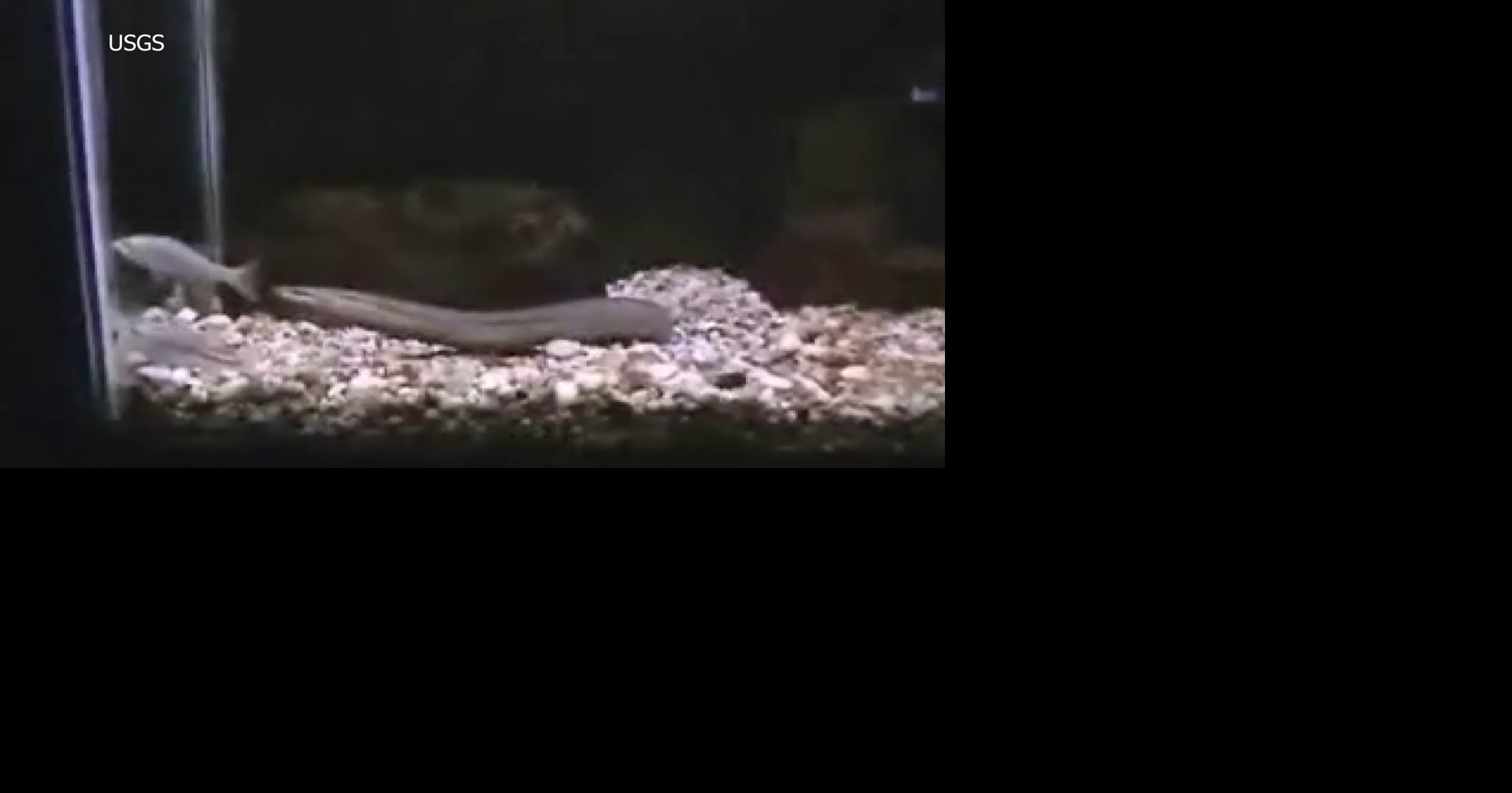 Asian Swamp Eels Everglades invasion reduced some native crayfish ...