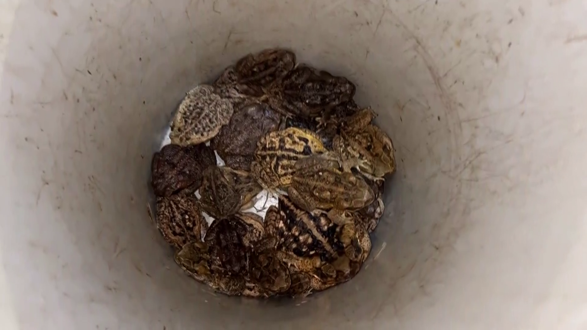 Cane toads in Southwest Florida pose deadly risk to pets | State | winknews.com
