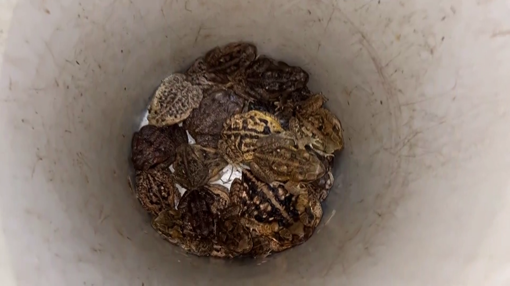 Cane toads in Southwest Florida pose deadly risk to pets | State ...