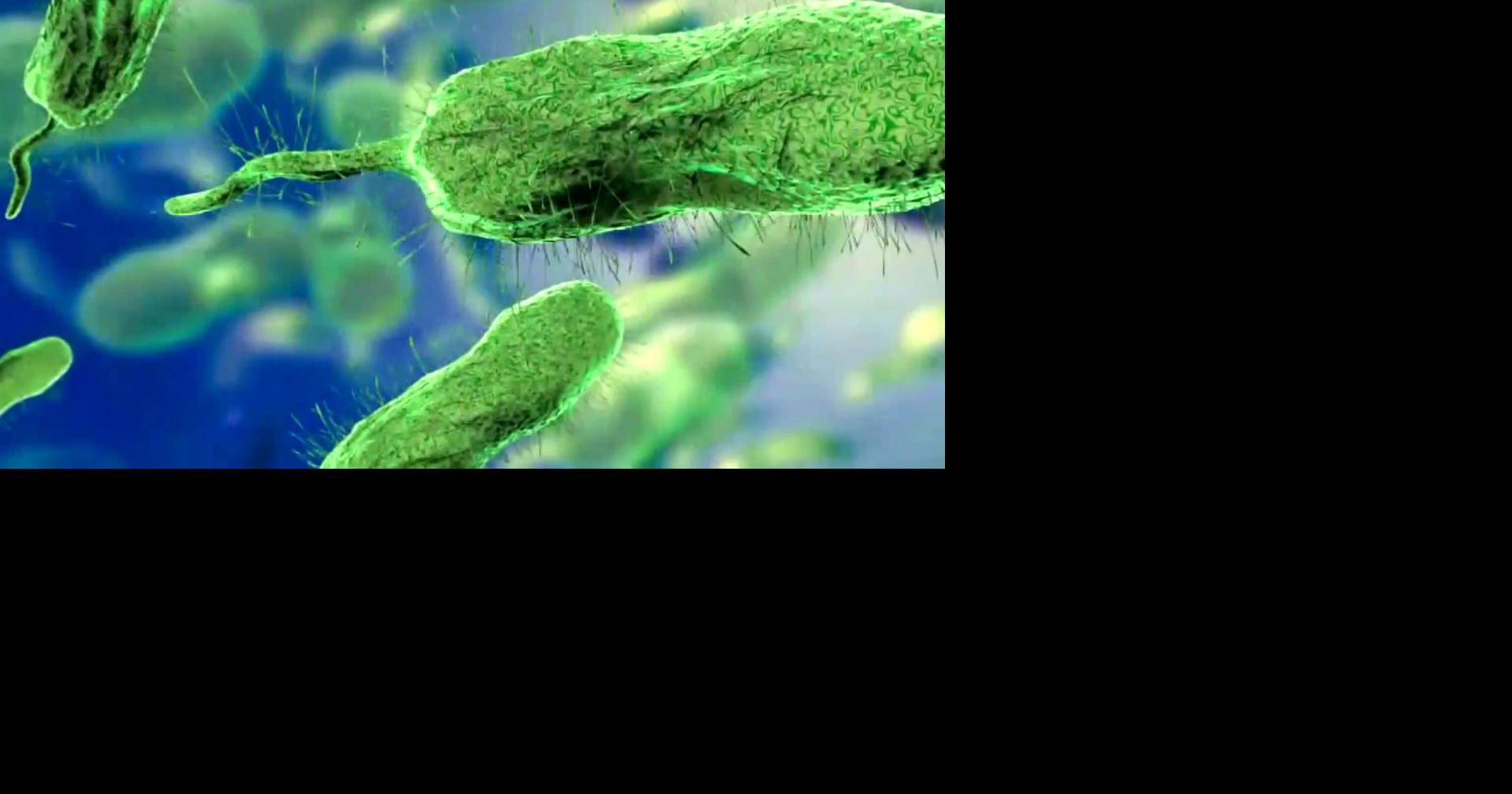algae eating microorganisms