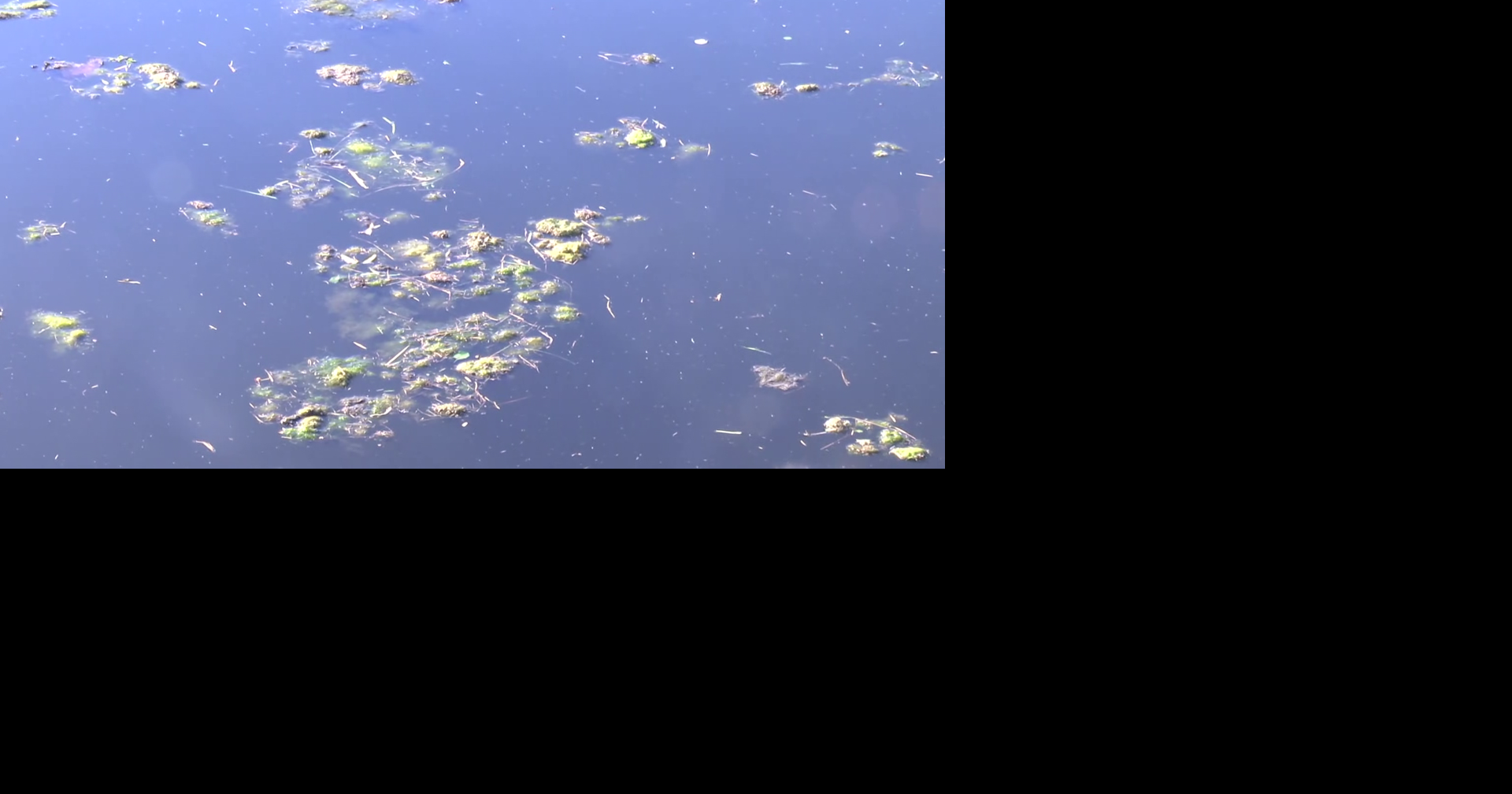 Blue-green algae health alert issued for Gator Slough Canal in Cape ...