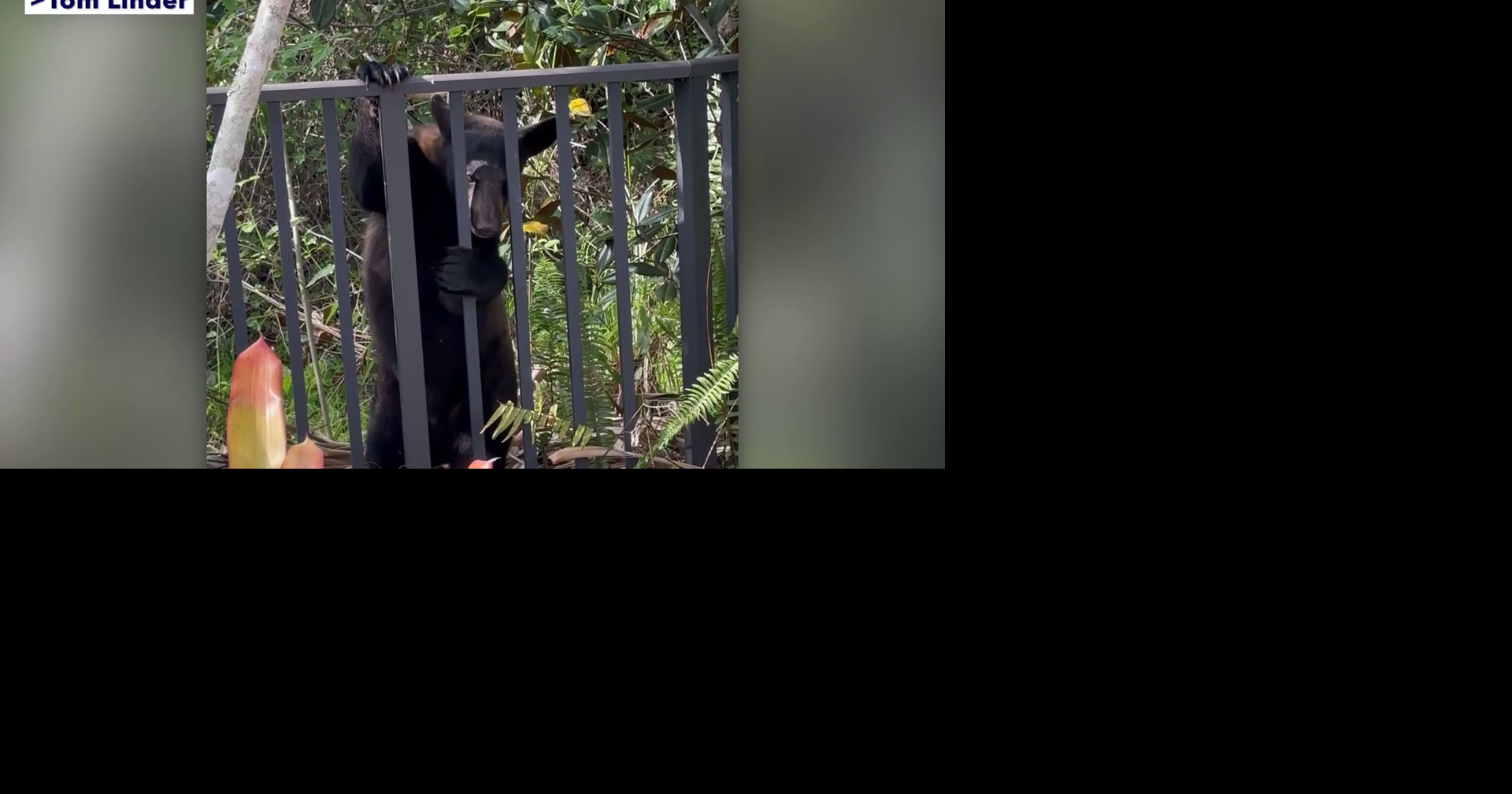 FWC warns of increased bear activity as animals wake from hibernation ...
