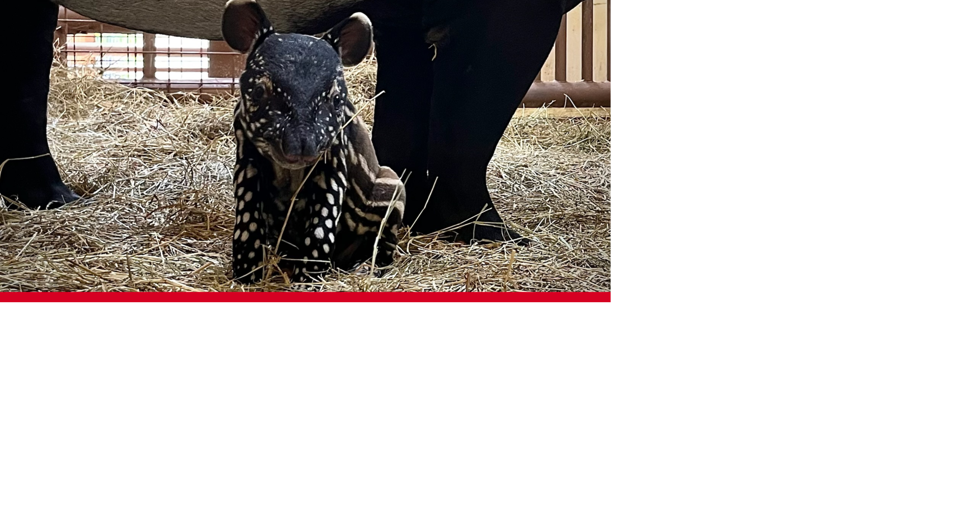 Endangered Malayan tapir baby announced at ZooTampa | News | winknews.com