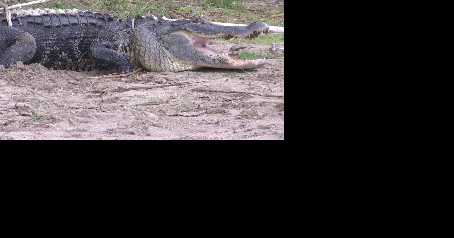Massive alligator spotted climbing a Babcock Ranch home | News ...