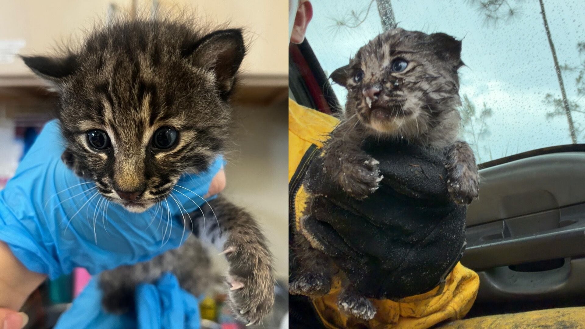 Firefighter rescues bobcat kitten from ashes of Charlotte County brush ...