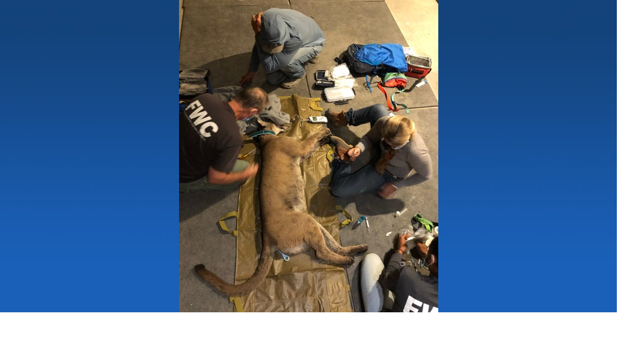 FWC collars 2 panthers in Naples for tracking, study | Collier County ...