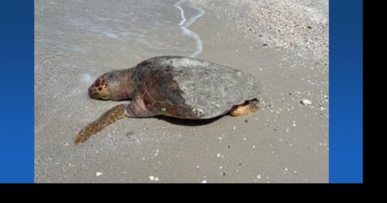 Sea turtle found dead on Keewaydin; What to do if you find one stranded ...