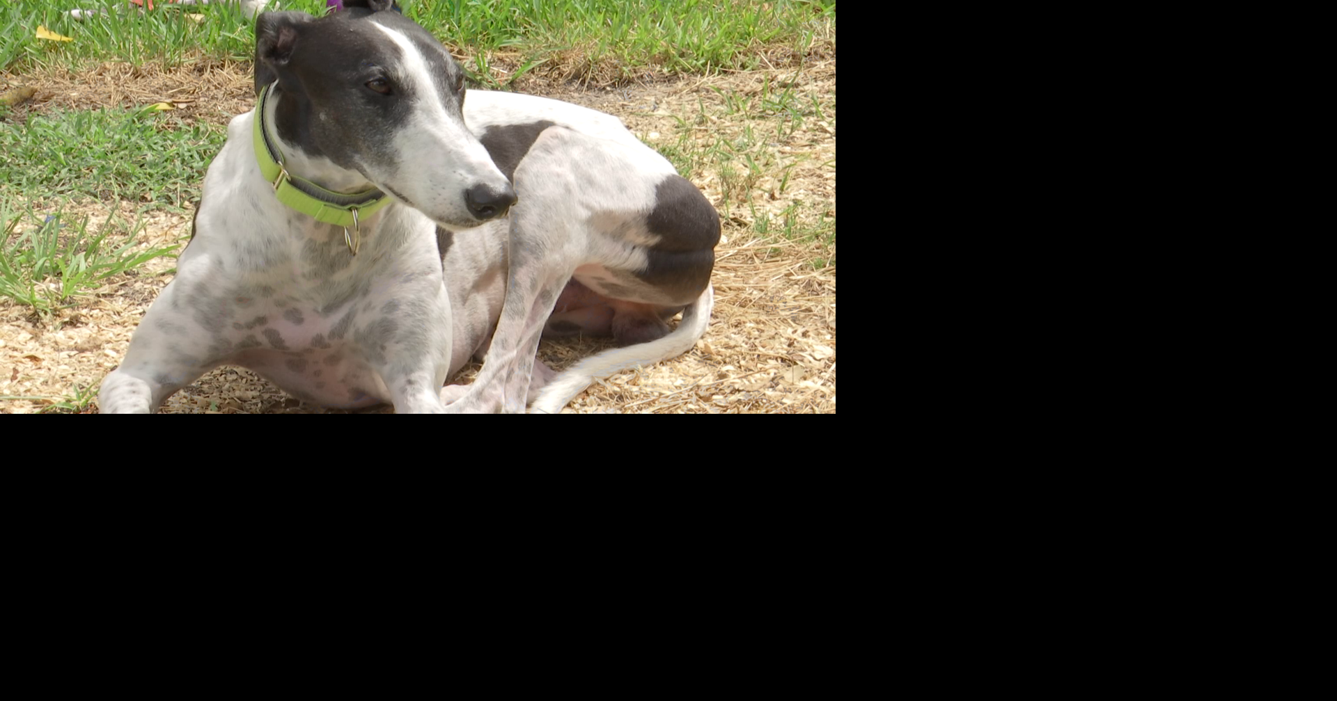 Local greyhound races his way to national competition | Lee County ...