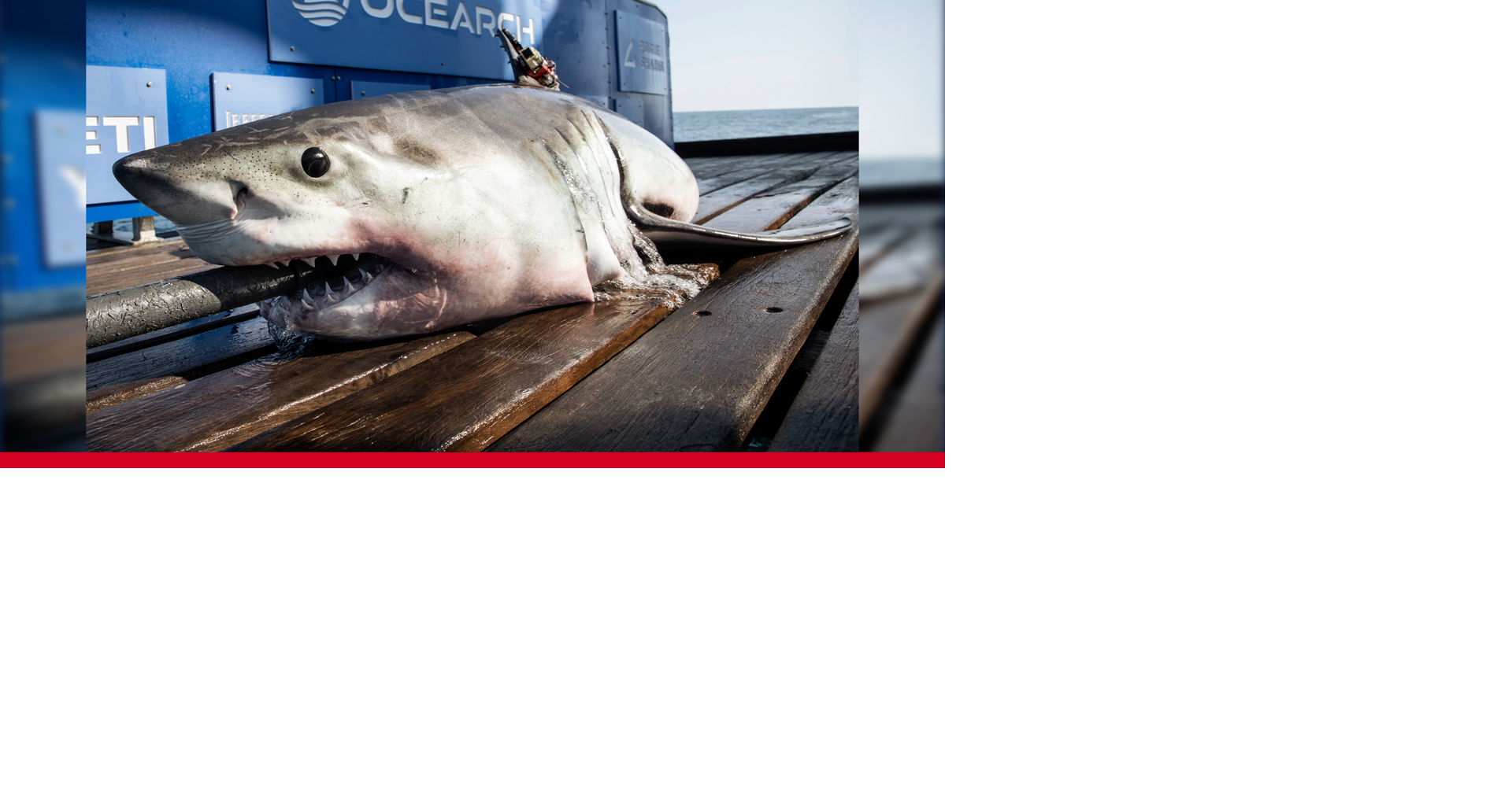 Great white sharks ping near Florida Keys en route to the Gulf | News ...