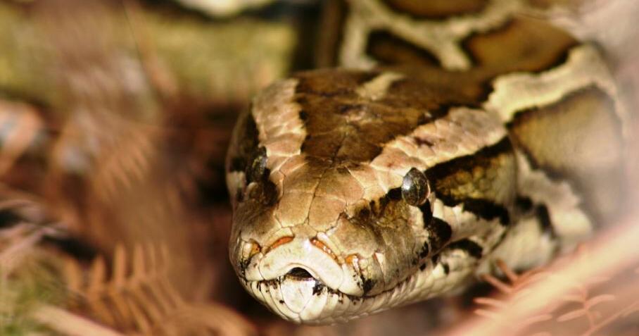 Burmese pythons found slithering further north | Lee County | winknews.com