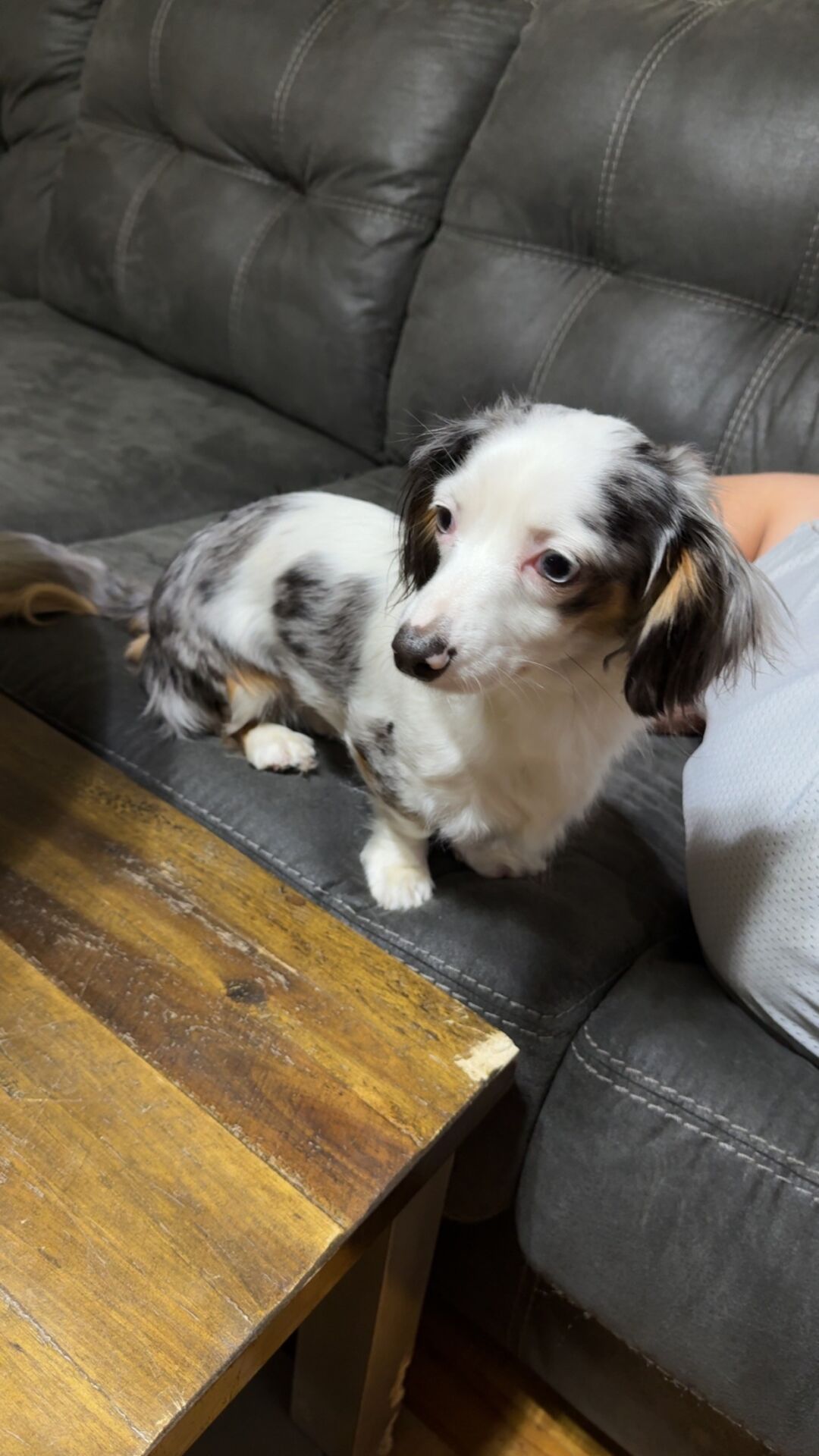 Lehigh Acres family loses home, dog in Christmas Day fire tragedy | Lee ...