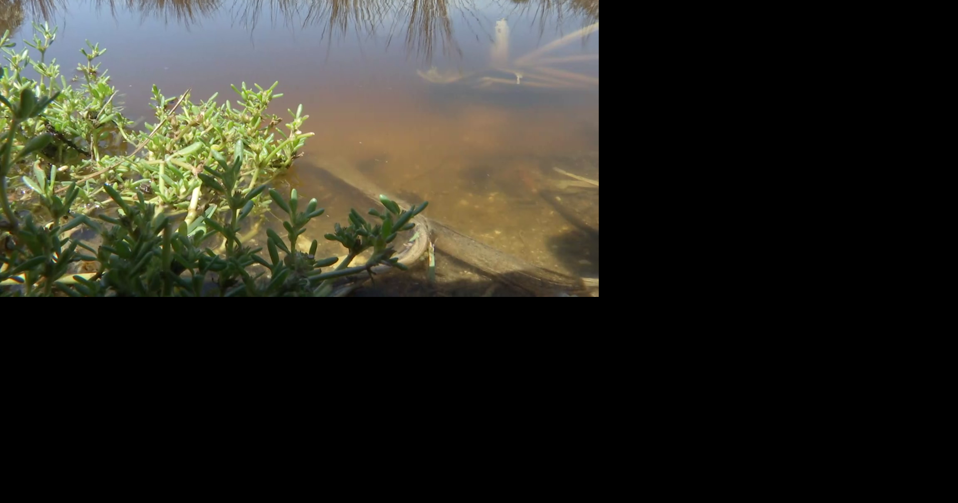 Freshwater vanishing from Sanibel due to Ian’s impact | Hurricane ...