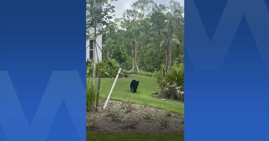 Video of bear crossing lawn in East Naples | Collier County | winknews.com