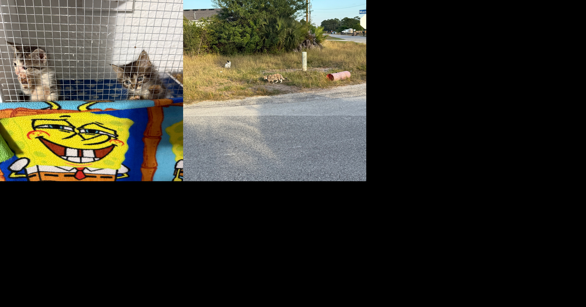 Lehigh Acres cat rescue at capacity, seeks community support | Lee ...