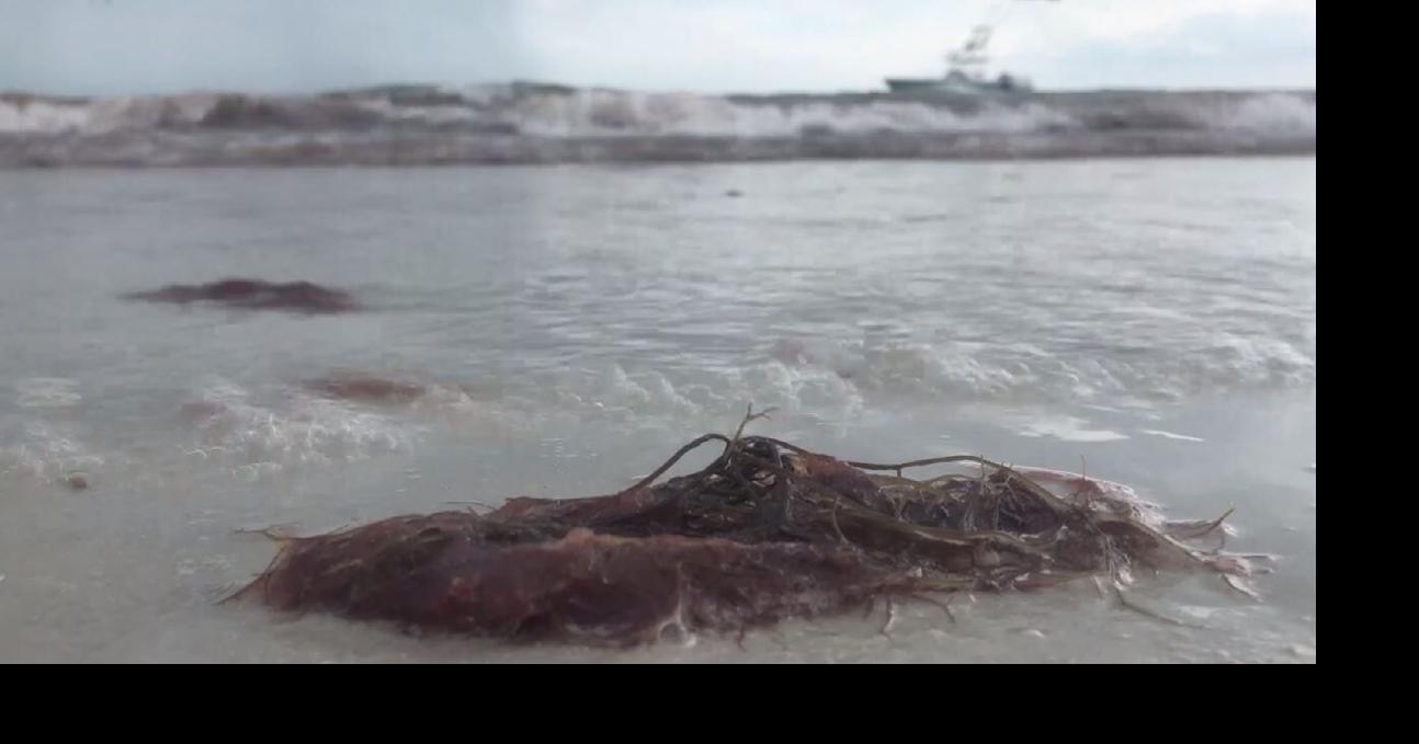 Red drift algae ashore on Southwest Florida beaches | Lee County ...