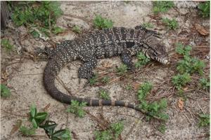 Large invasive lizards spotted in SWFL cause for concern to pet owners ...