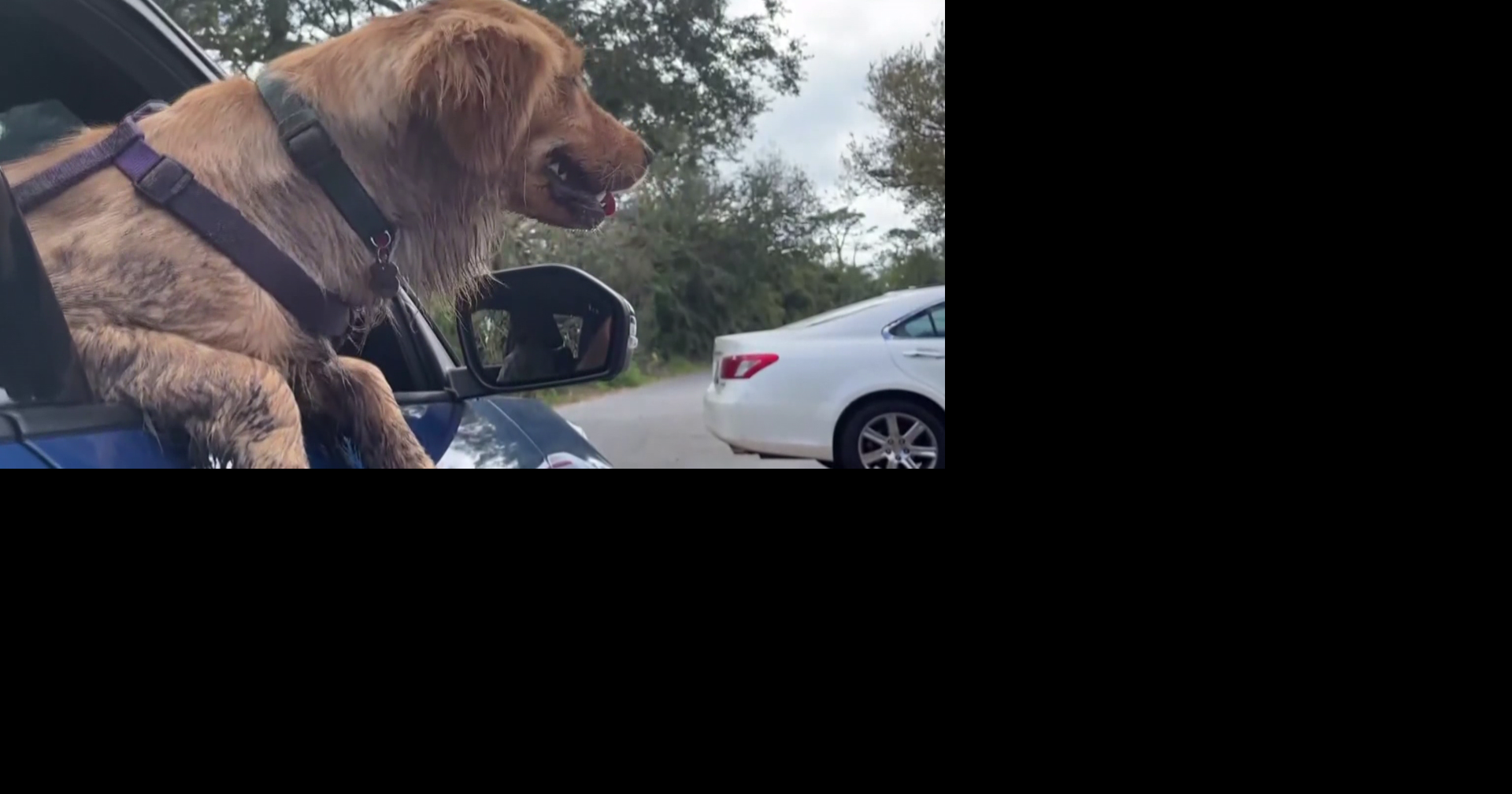 Organization provides service dogs to help people in need | WINK Stop ...