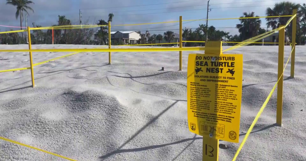 Grant awarded to help sea turtles nesting on Fort Myers Beach | Lee ...