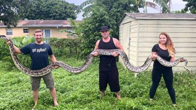 largest python