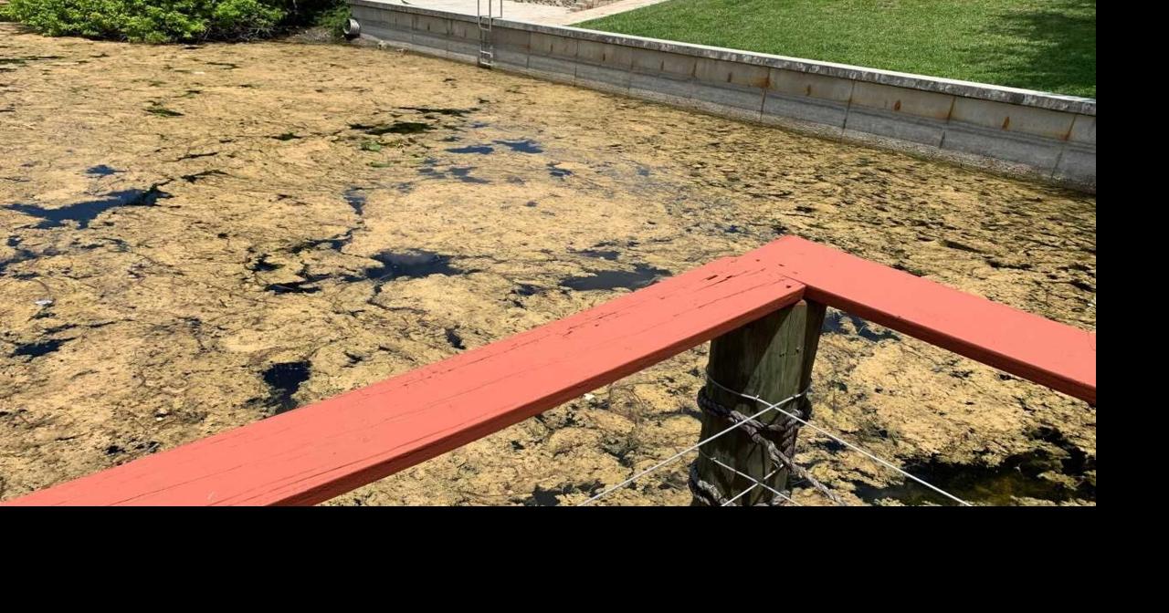 Scientists identify the mysterious muck floating in Cape Coral canals ...