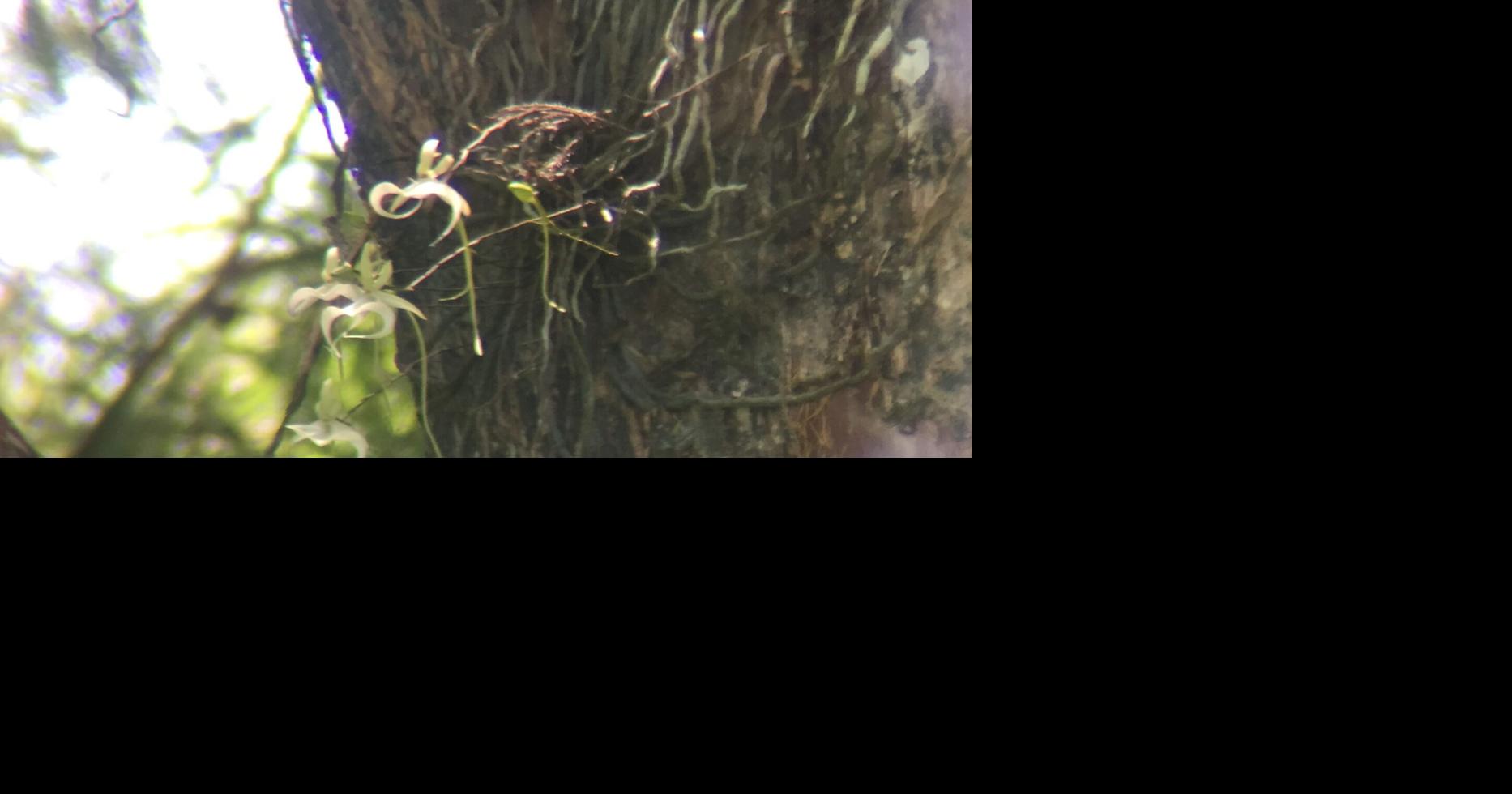 A look at the extremely rare ‘super’ Ghost Orchid in Corkscrew Swamp ...