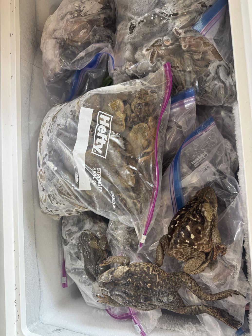 Cane Toad invasion in Gateway; resident catches 600 to protect pets ...