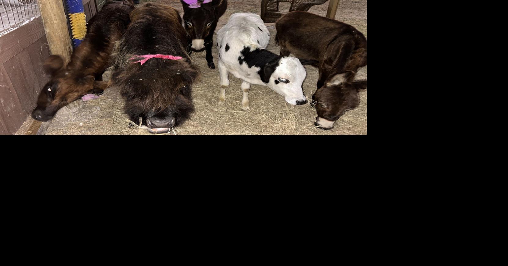 Cuddling Highland Minis is the new way to de-stress | WINK Stop ...