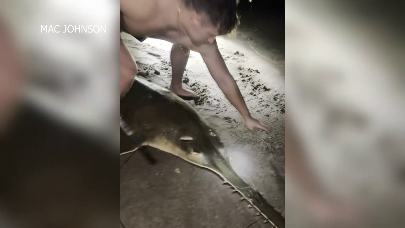sawfish attack