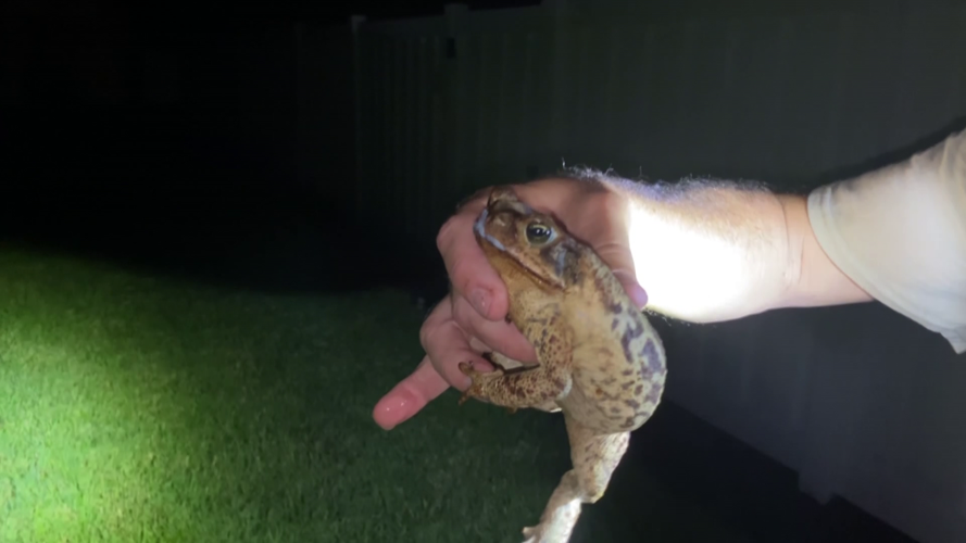 Cane toad population on the rise; why they are dangerous | Lee County ...