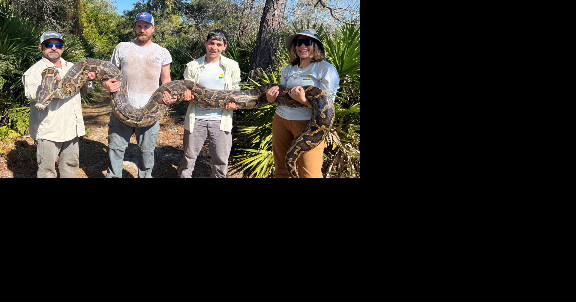 8,080 pounds of invasive Burmese pythons removed in SWFL, breaks record ...