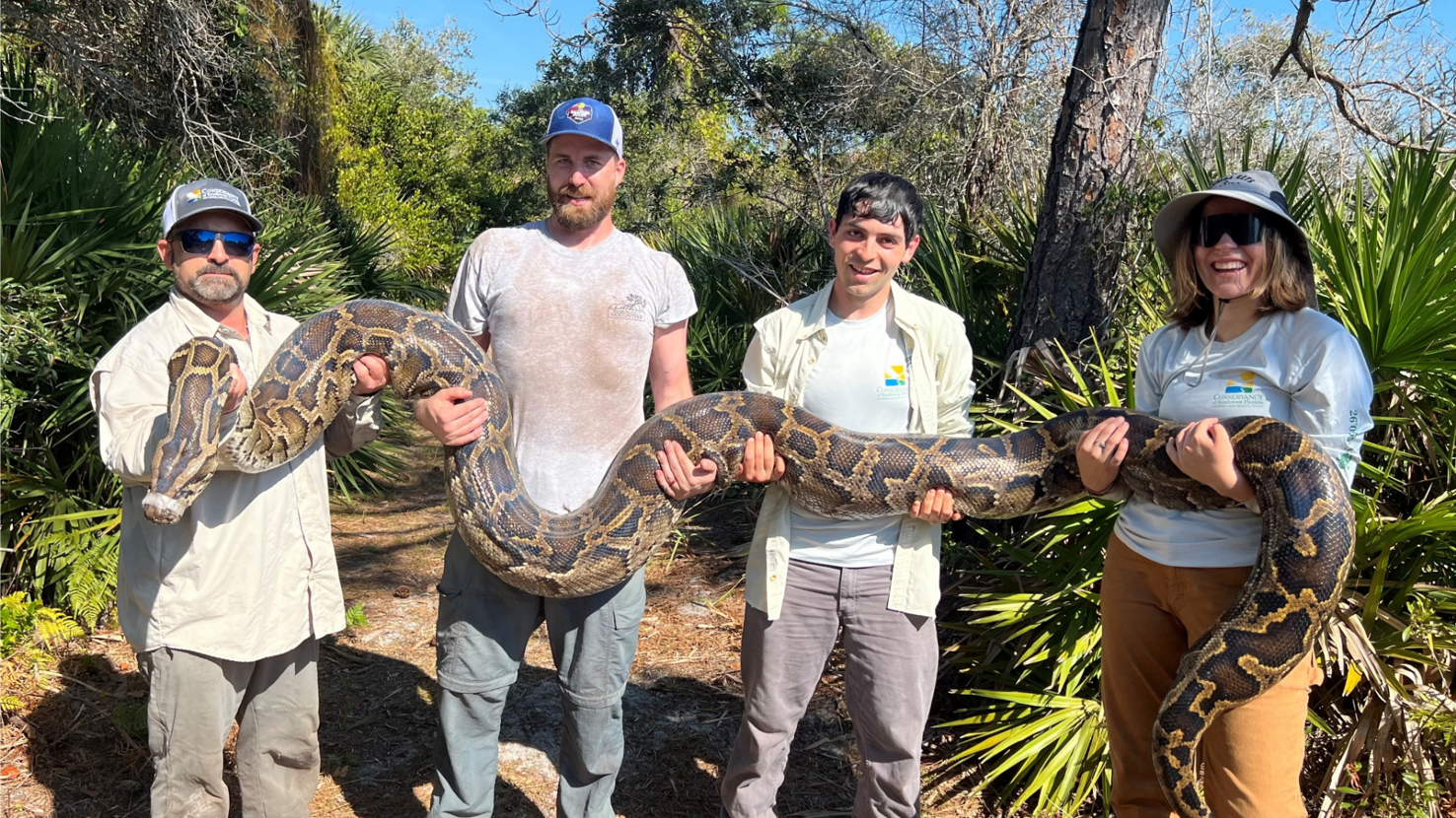 8,080lbs of invasive Burmese pythons removed, breaks record | Collier ...