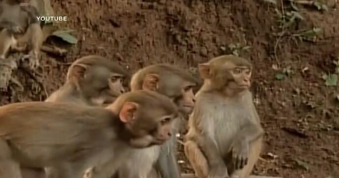 Hendry County monkey farm lawsuit heads to trial | News | winknews.com