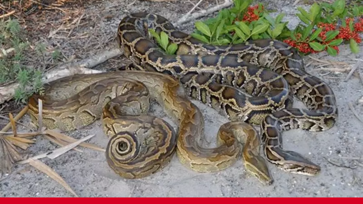 northern african python