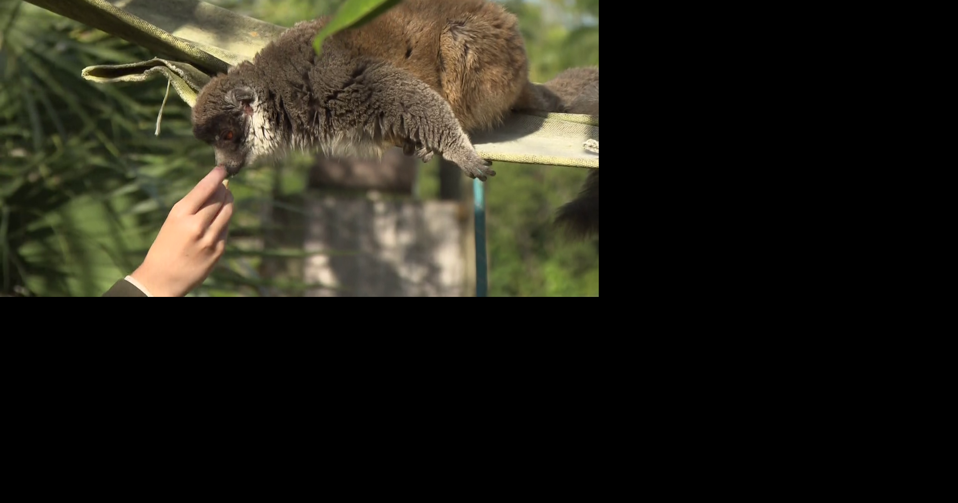 Naples Zoo prepares animal habitats for cold weather | Collier County ...