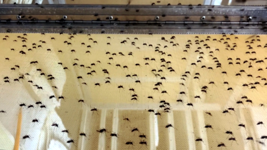 florida invisible bugs