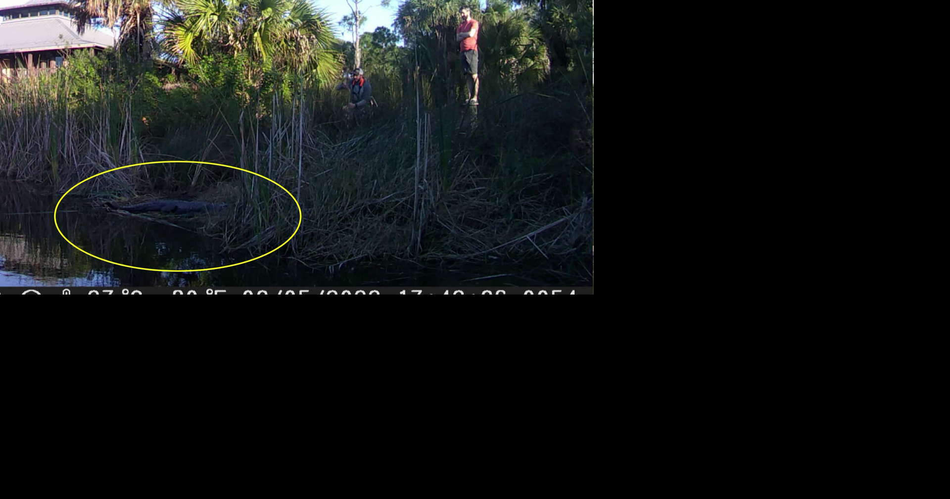 Two men accused of harassing nesting alligator in Charlotte County ...